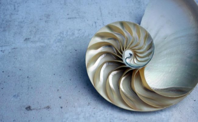 Sequenza di Fibonacci: cos'è e dove si trova in natura